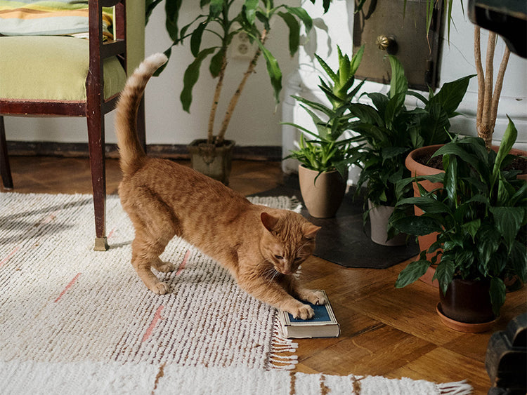 About – Robomate – Time for Life™